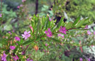 Japanska mirta (Cuphea hyssopifolia) - Plantea