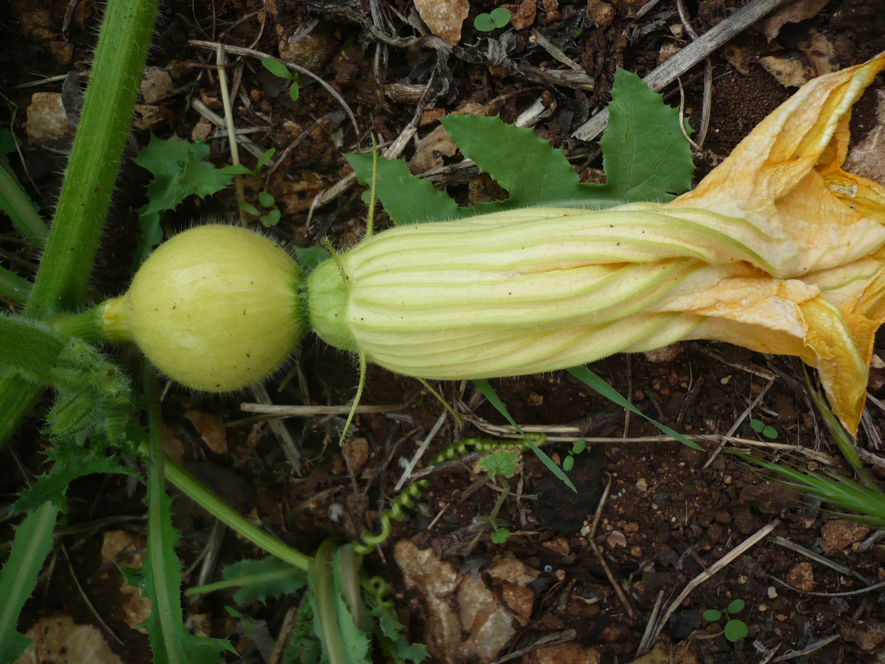 Tikva (Cucurbita pepo)