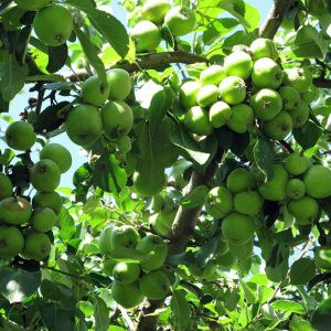 Divlja jabuka (Malus sylvestris) - Plantea