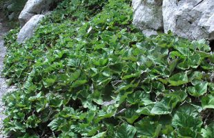 Obični lopuh (Petasites hybridus) - Plantea