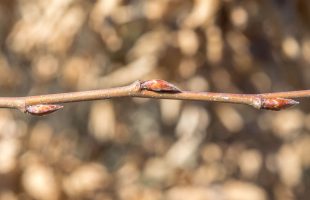 Bukva (Fagus sylvatica) - Plantea