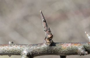Trnina (Prunus spinosa) - Plantea