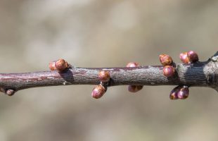 Trnina (Prunus spinosa) - Plantea