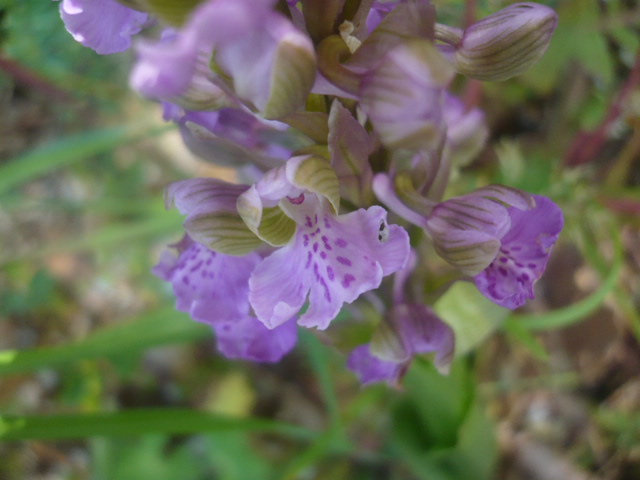 Mali kaćun (Orchis morio) - Plantea
