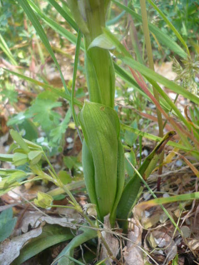 Mali kaćun (Orchis morio) - Plantea