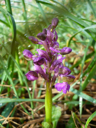 Mali kaćun (Orchis morio) - Plantea