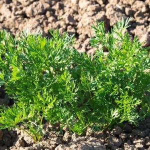 Divlja mrkva (Daucus carota ssp. carota) - Plantea
