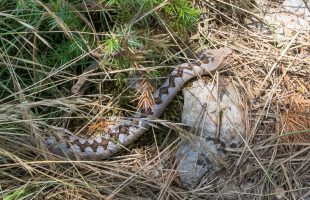 Poskok (Vipera ammodytes) - Plantea