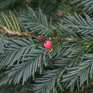 Japanska tisa (Taxus cuspidata) - Plantea