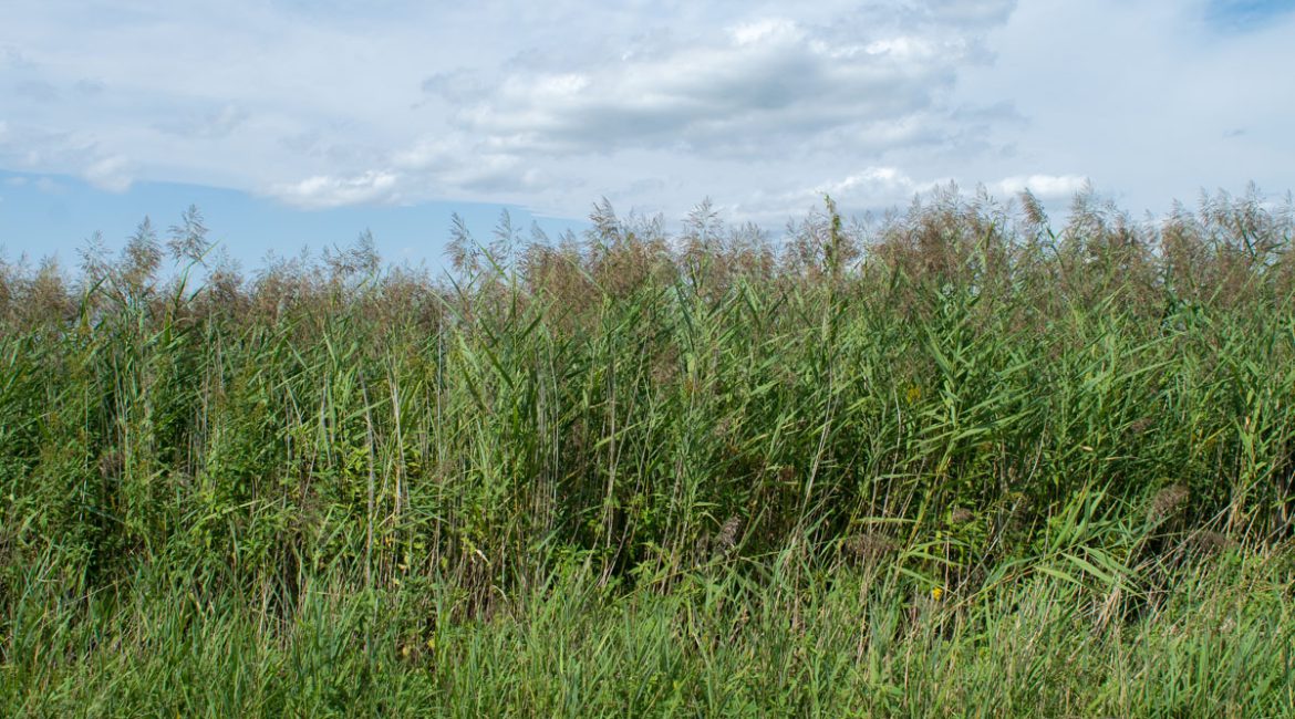 Trska (Phragmites australis) - Plantea