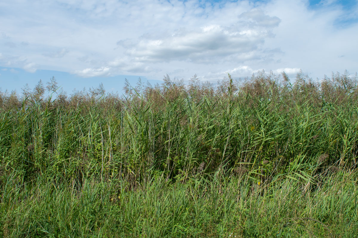 Trska (Phragmites australis) - Plantea