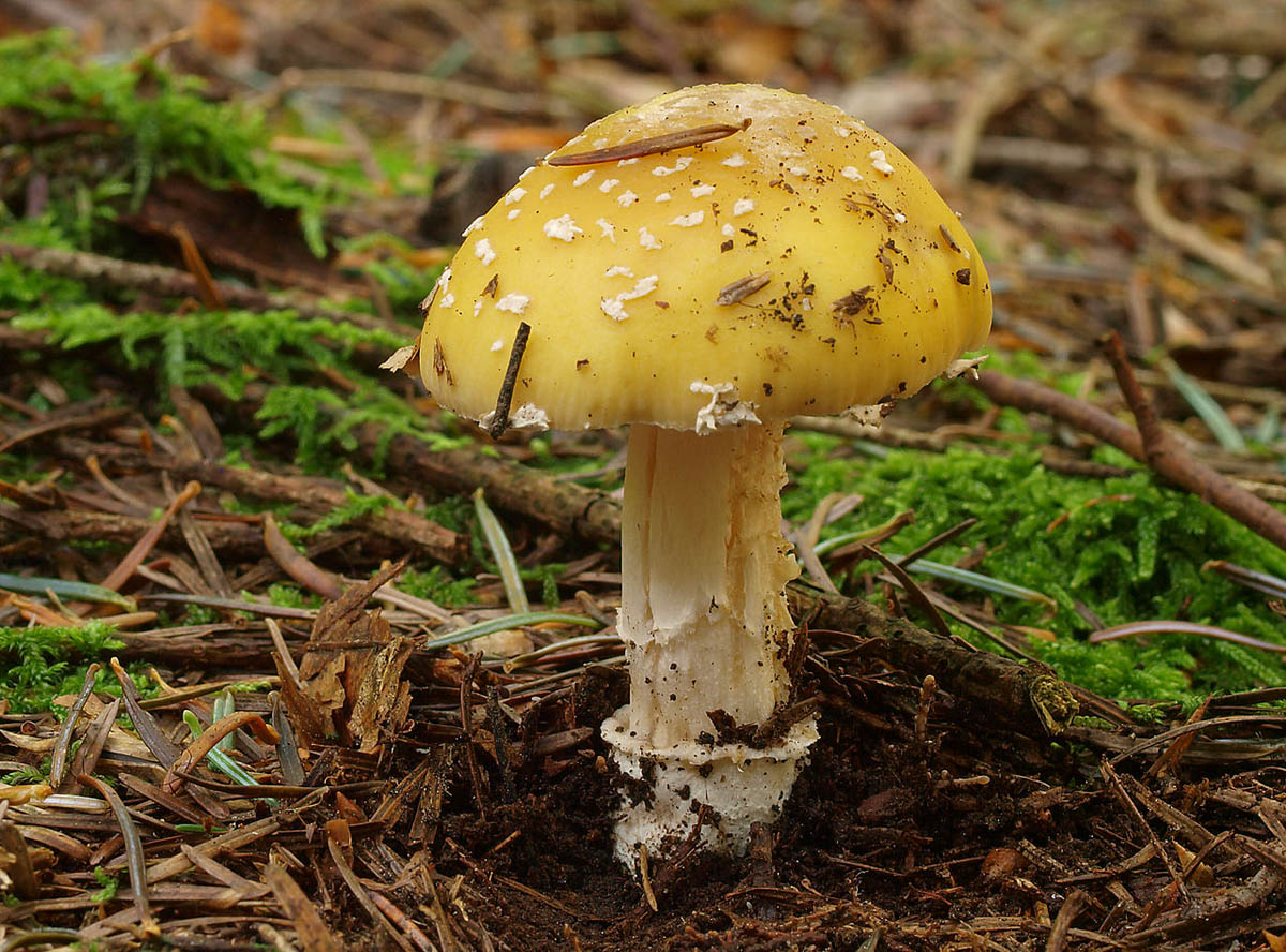 Svijetložuta muhara (Amanita gemmata) - Plantea