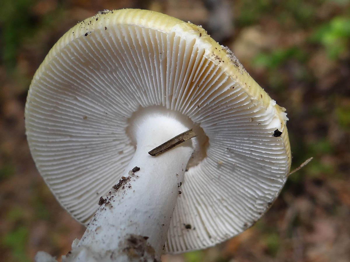 Svijetložuta muhara (Amanita gemmata) - Plantea