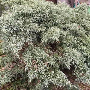 Čempres (Cupressus sempervirens) - Plantea