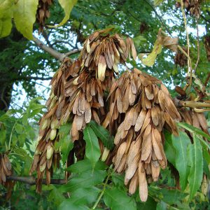 Američki jasen (Fraxinus americana) - Plantea