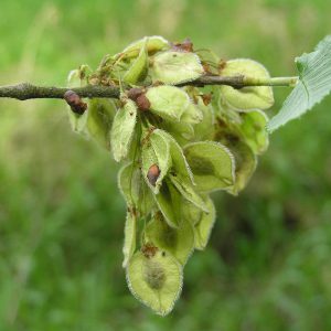 Sibirski brijest (Ulmus pumila) - Plantea