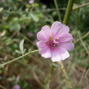 Bijeli sljez (Althaea officinalis) - Plantea