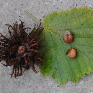 Lijeska (Corylus avellana) - Plantea