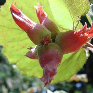 Lijeska (Corylus avellana) - Plantea