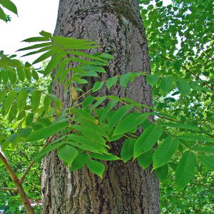 Orah (Juglans regia) - Plantea