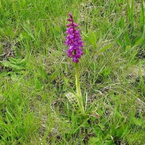 Kacigasti kaćun (Orchis militaris) - Plantea