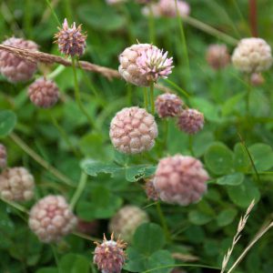 Bijela djetelina (Trifolium repens) - Plantea